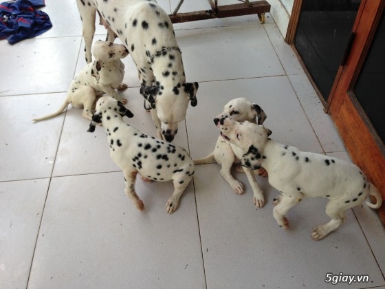 Chó - - Ban cho | 5giay