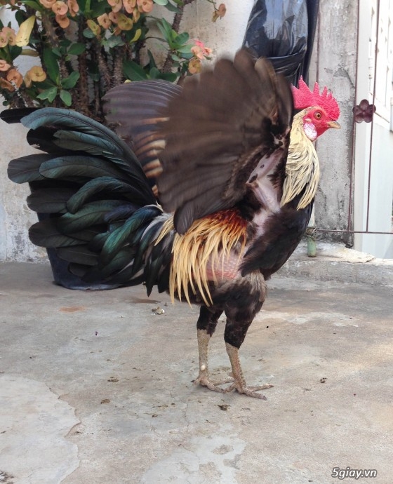 Gà - - Gà chuối chân xanh | 5giay