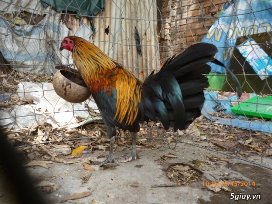 Gà - - Q8 tre peru đến 1.3kg,mái peru đến 1.1kg hình khủng sdt ...