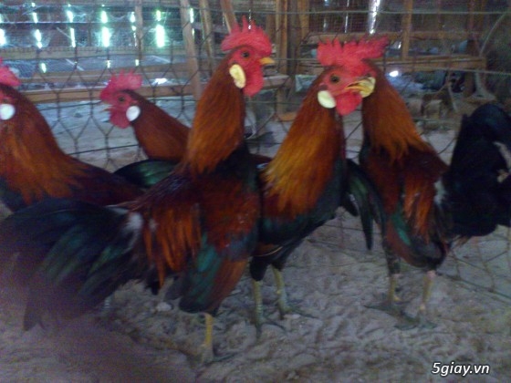 Gà - - Gà tre lai mỹ bổn đá tiền lớn | 5giay