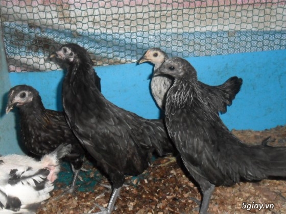 Gà - - Bán gà tre asil tre peru tre mỹ giá rẻ tại quận 7 | 5giay