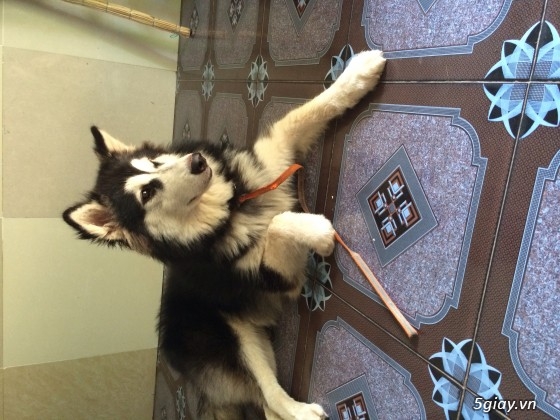 Chó - - Ban cho alaska truong thanh | 5giay