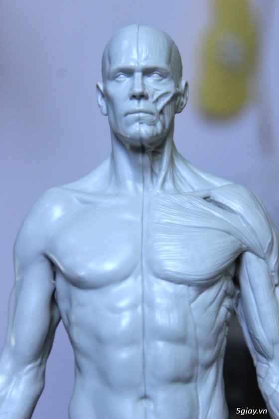 HCM - - Bán Anatomy Male Figure (Mô hình giải phẫu học cơ thể nam) | 5giay