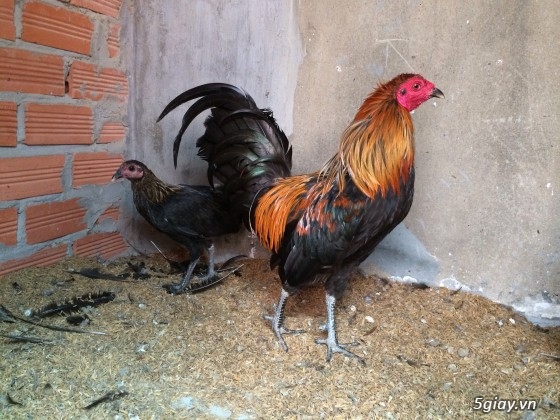 Gà - - Nghỉ chơi thanh lý toàn bộ gà tre mỹ tre peru bổn đinh lập | 5giay