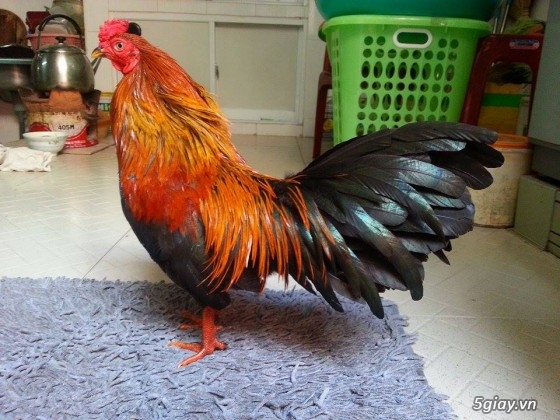 Gà - - Gà tre đá ... !!! | 5giay