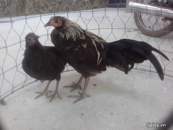 Gà - - tre peru chuối giá rẻ | 5giay