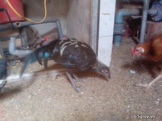 Gà - - tre peru chuối giá rẻ | 5giay