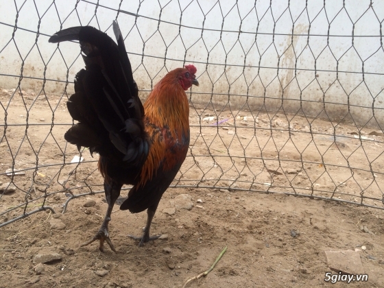 Gà - - Nghỉ chơi thanh lý toàn bộ gà tre mỹ tre peru bổn đinh lập | 5giay