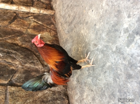 Gà - - Ga da do | 5giay