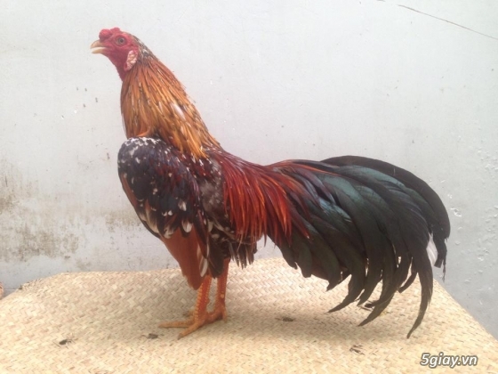 Gà - - Gà tre đá ...!!! | 5giay