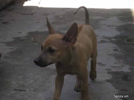 Chó - - Ban cho | 5giay