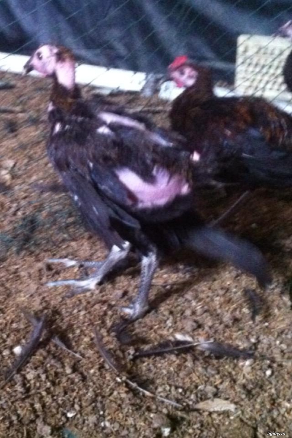 Gà - - GÀ PERU VÀ TRE PERU | 5giay