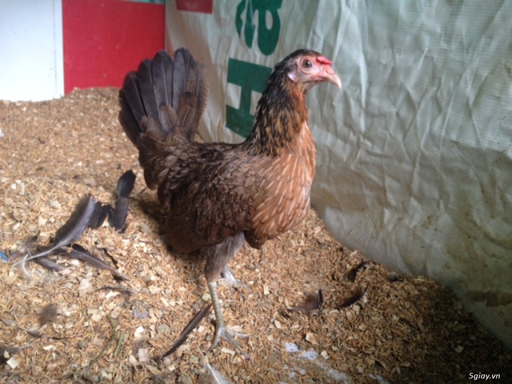 Gà - - | 5giay