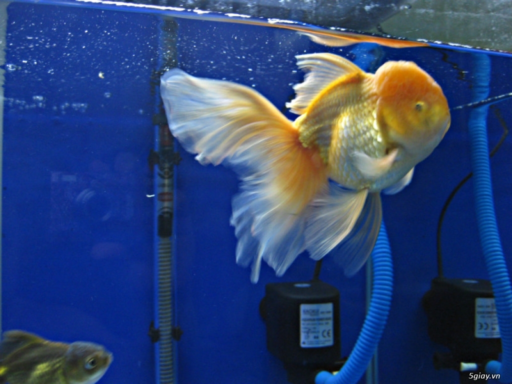 Cá - - HCM - Bán vài em cá vàng Oranda Thái | 5giay