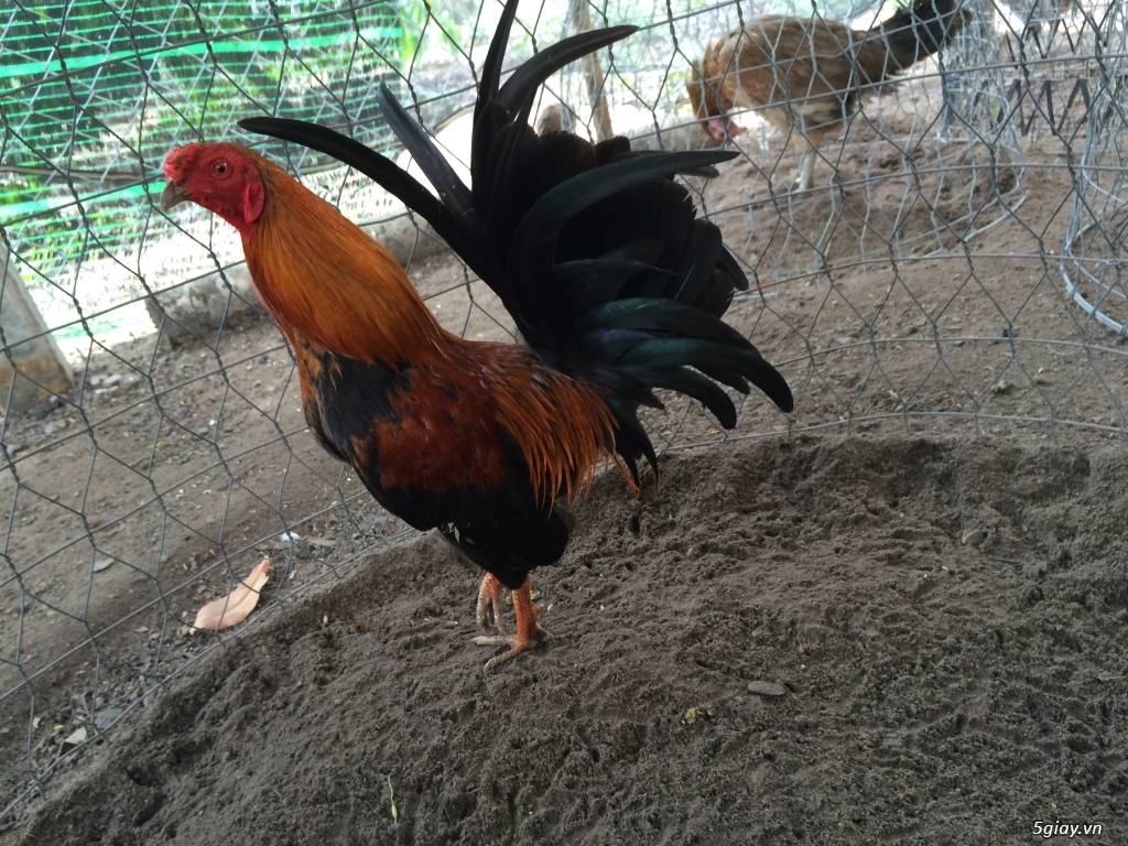 Gà - - BÁN GÀ CON TRE PERU,GÀ MỶ,GÀ SIU | 5giay