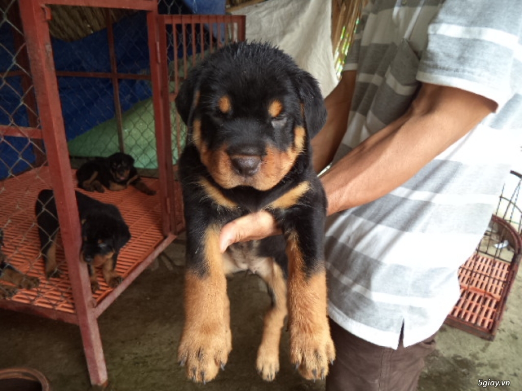 Chó - - Rottweiler + Alaska Malamute | 5giay
