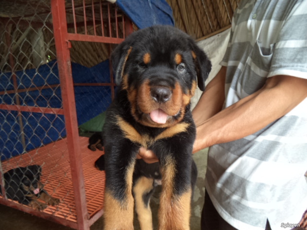 Chó - - Rottweiler + Alaska Malamute | 5giay
