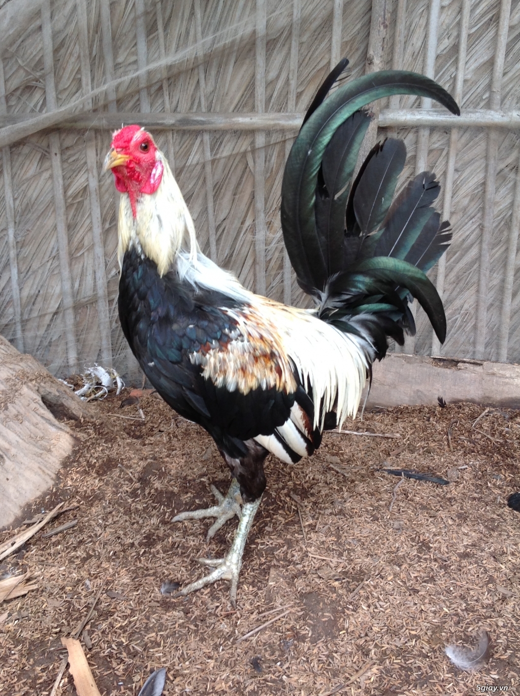 Gà - - TRẠI GÀ TRE MỸ, PERU ( RẶC, LAI 50/50) CẬP NHẬT LIÊN TỤC. | 5giay