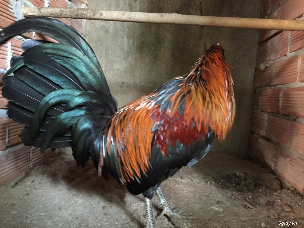 Gà tre mỷ đá tiền lớn hàng vip | 5giay