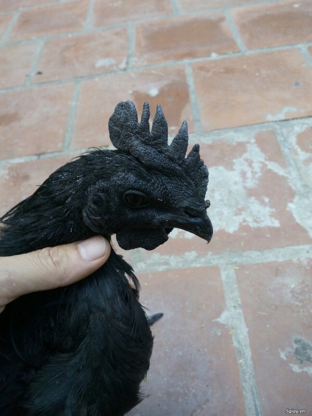 Gà tre con Peru mỹ và gà đen indo | 5giay