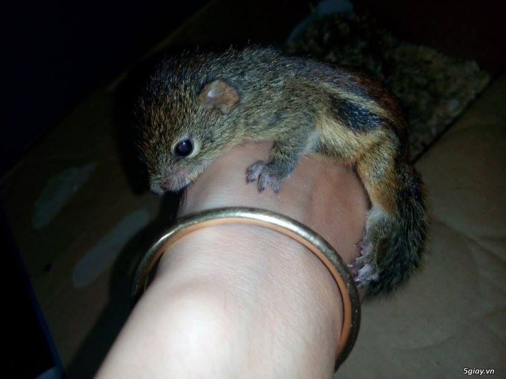 Sóc đất - Sóc đất con - Sóc con | 5giay