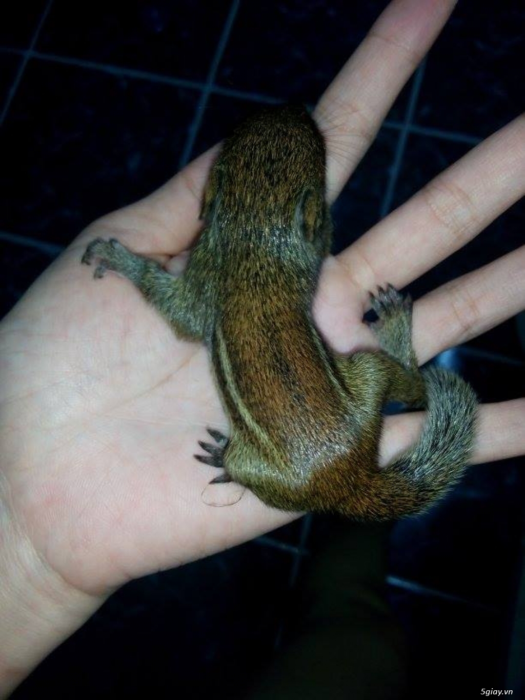 Sóc đất - Sóc đất con - Sóc con | 5giay
