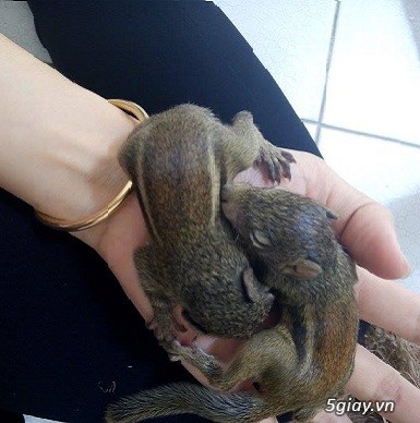 Sóc đất - Sóc đất con - Sóc con | 5giay