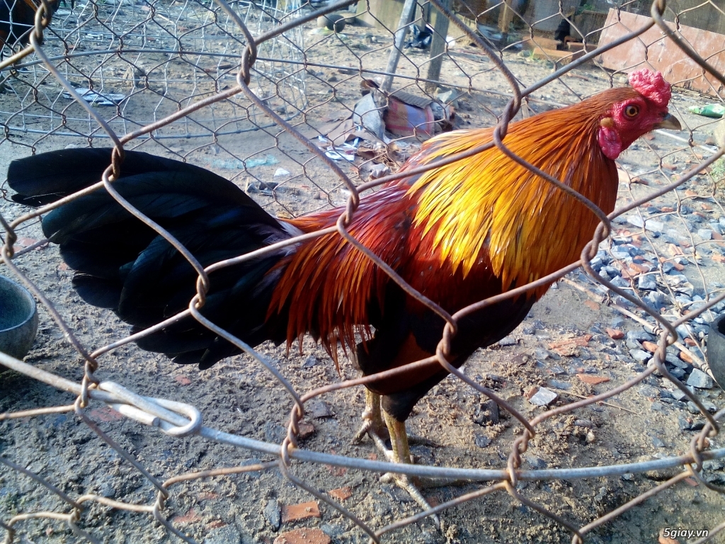 Gà tre đá | 5giay