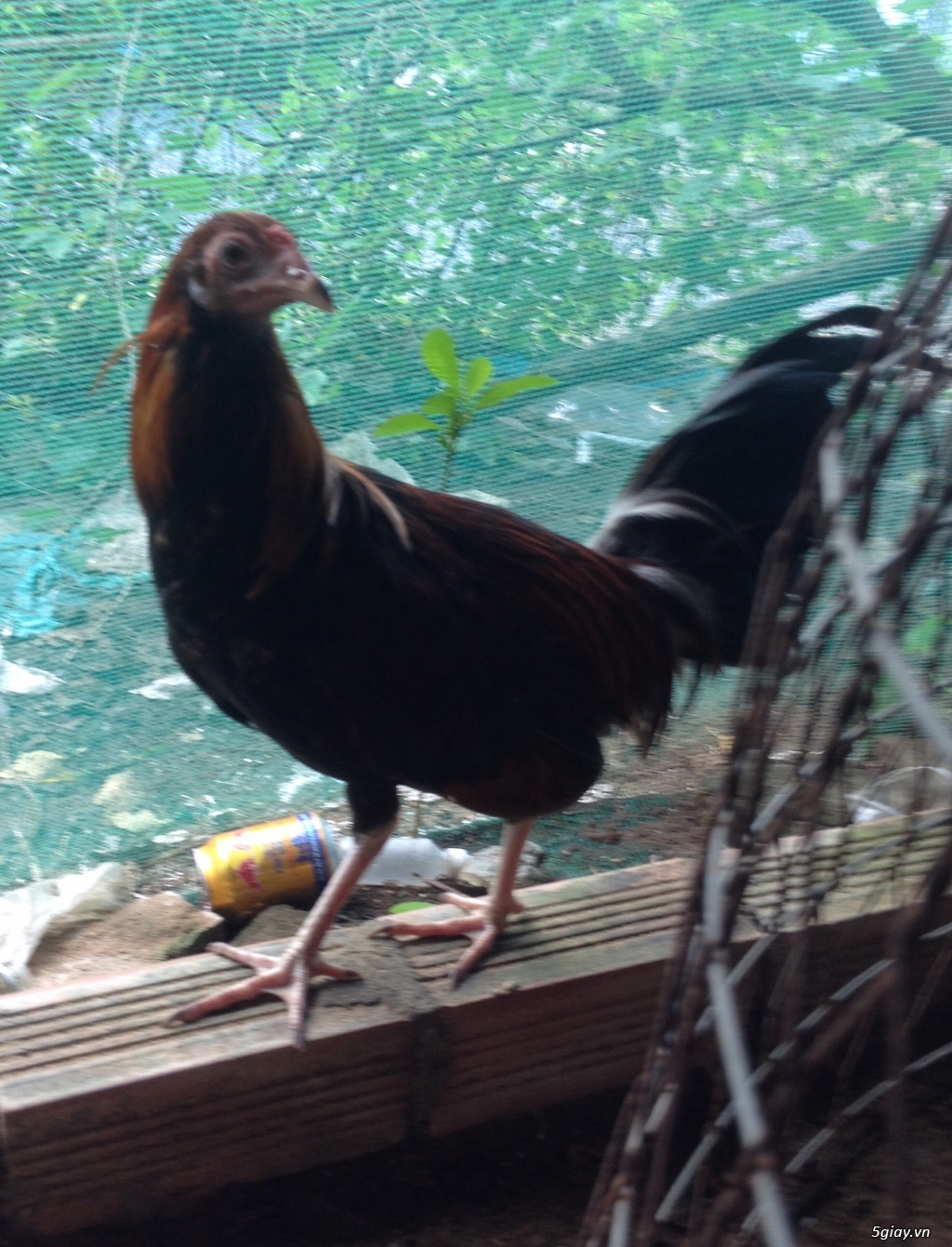 Q12((())) bán gà tre my .tre asil | 5giay