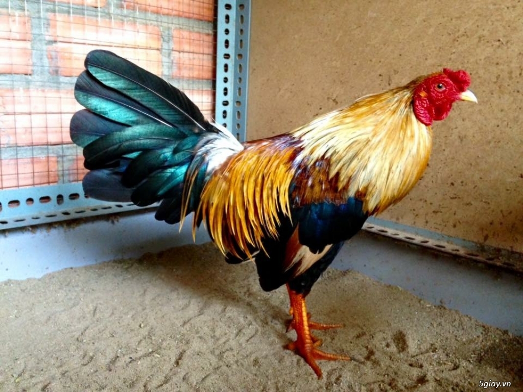 Chuyên cung cấp gà tre lai mỹ đá tiền.... | 5giay