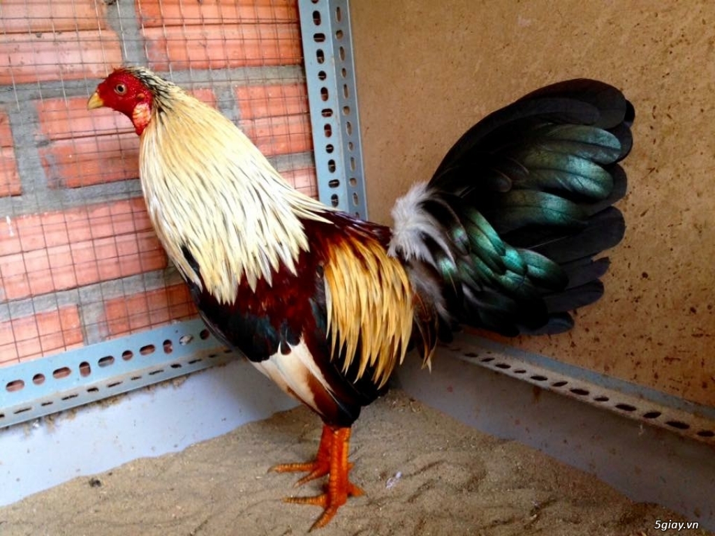 Chuyên cung cấp gà tre lai mỹ đá tiền.... | 5giay