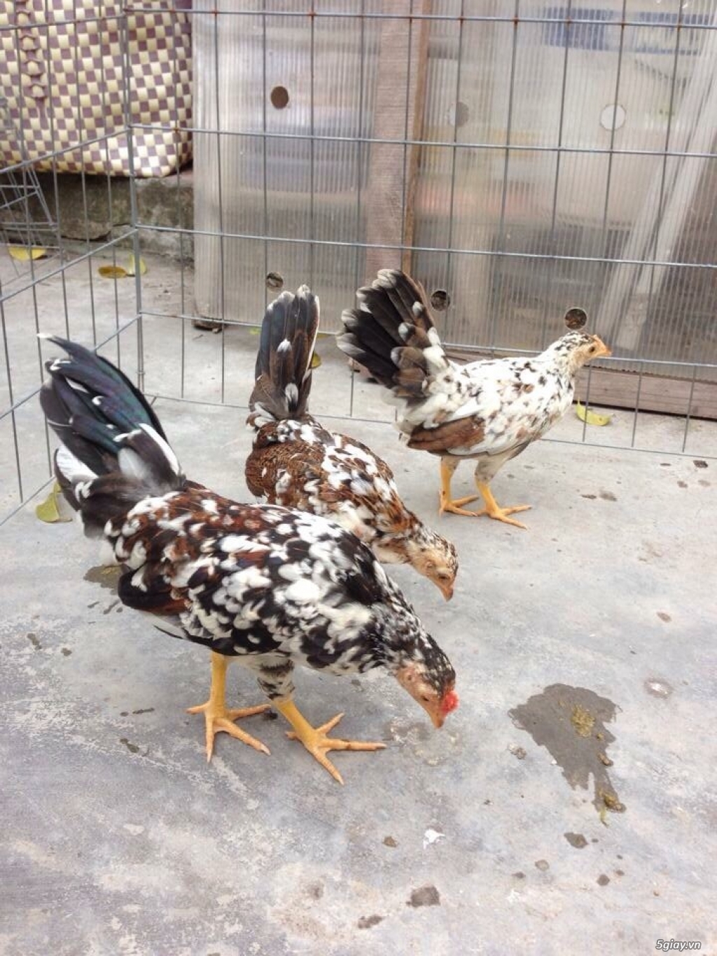 Gà con Mỹ bông đẹp rặc | 5giay