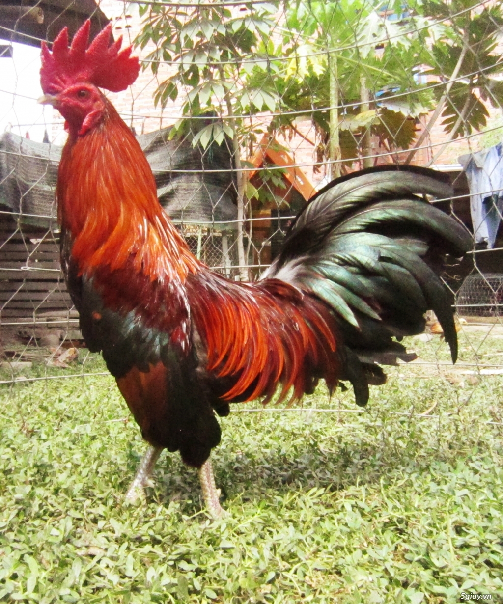 GÀ TRE ĐÁ | 5giay