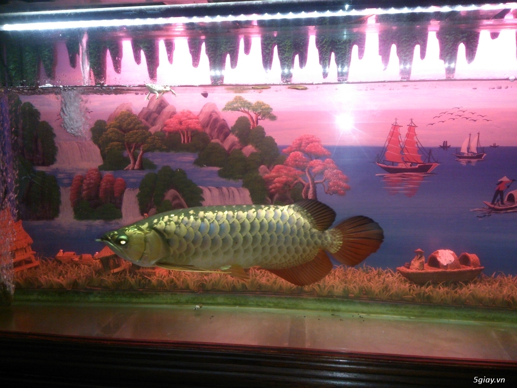 Cá rồng Hồng Long tuyệt đẹp | 5giay