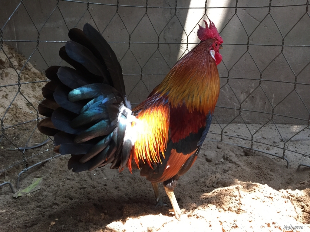 Gà tre jap mỷ asil đá tiền | 5giay