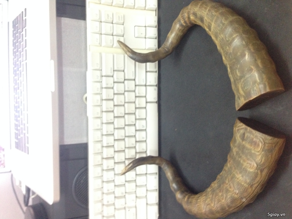 Sừng Con Dinh Rắn | 5giay