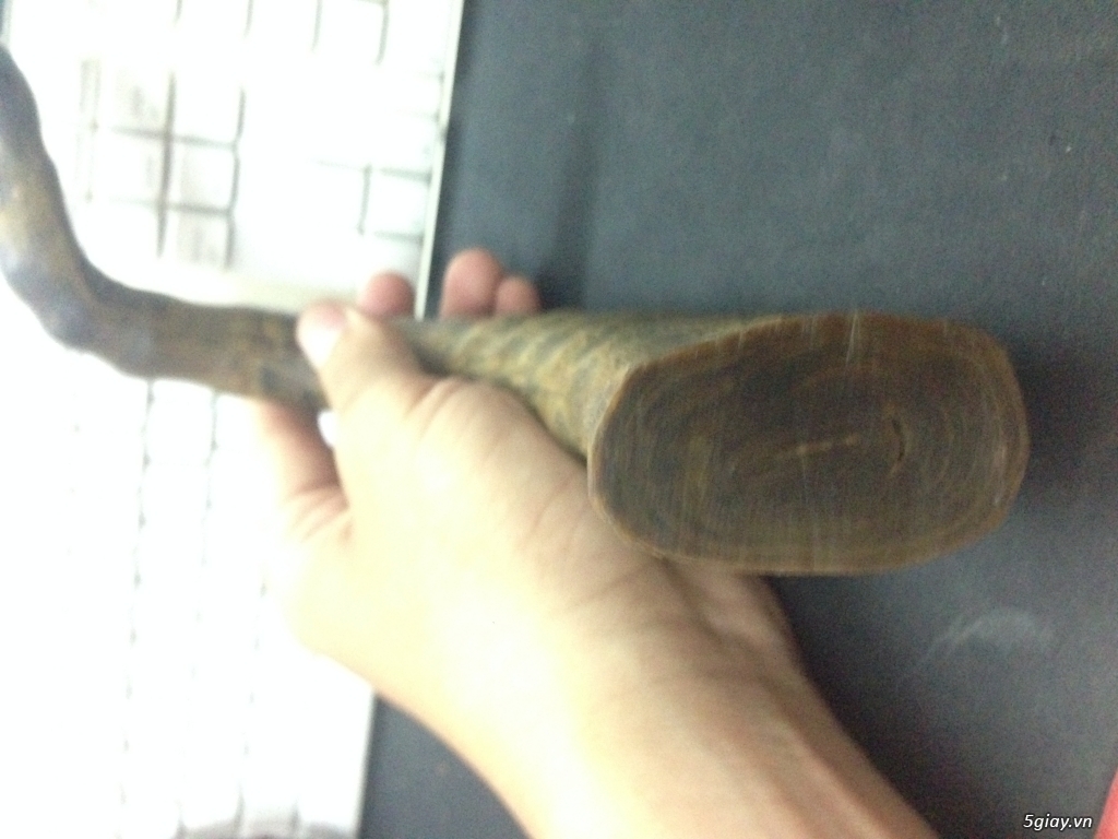 Sừng Con Dinh Rắn | 5giay