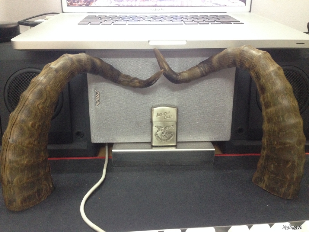 Sừng Con Dinh Rắn | 5giay