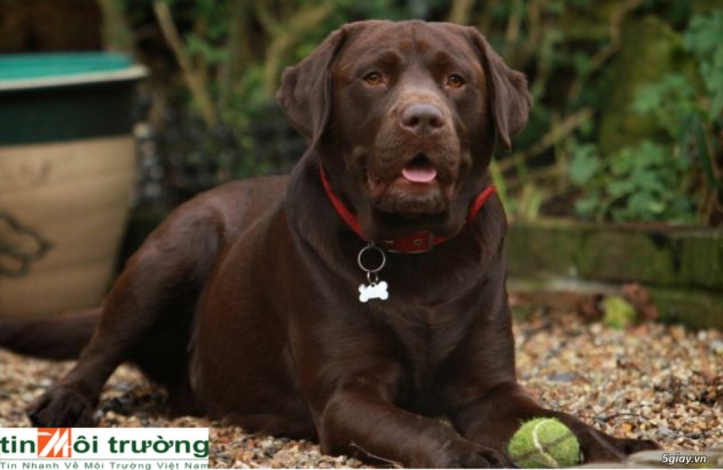 Chó Labrador 100% thuần chủng | 5giay