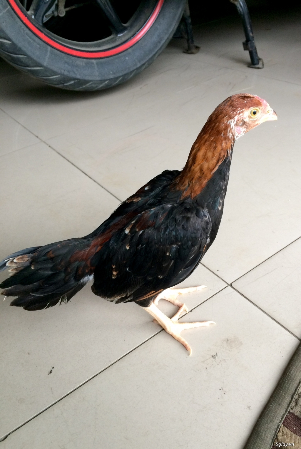 Bán gà asil Q12 | 5giay