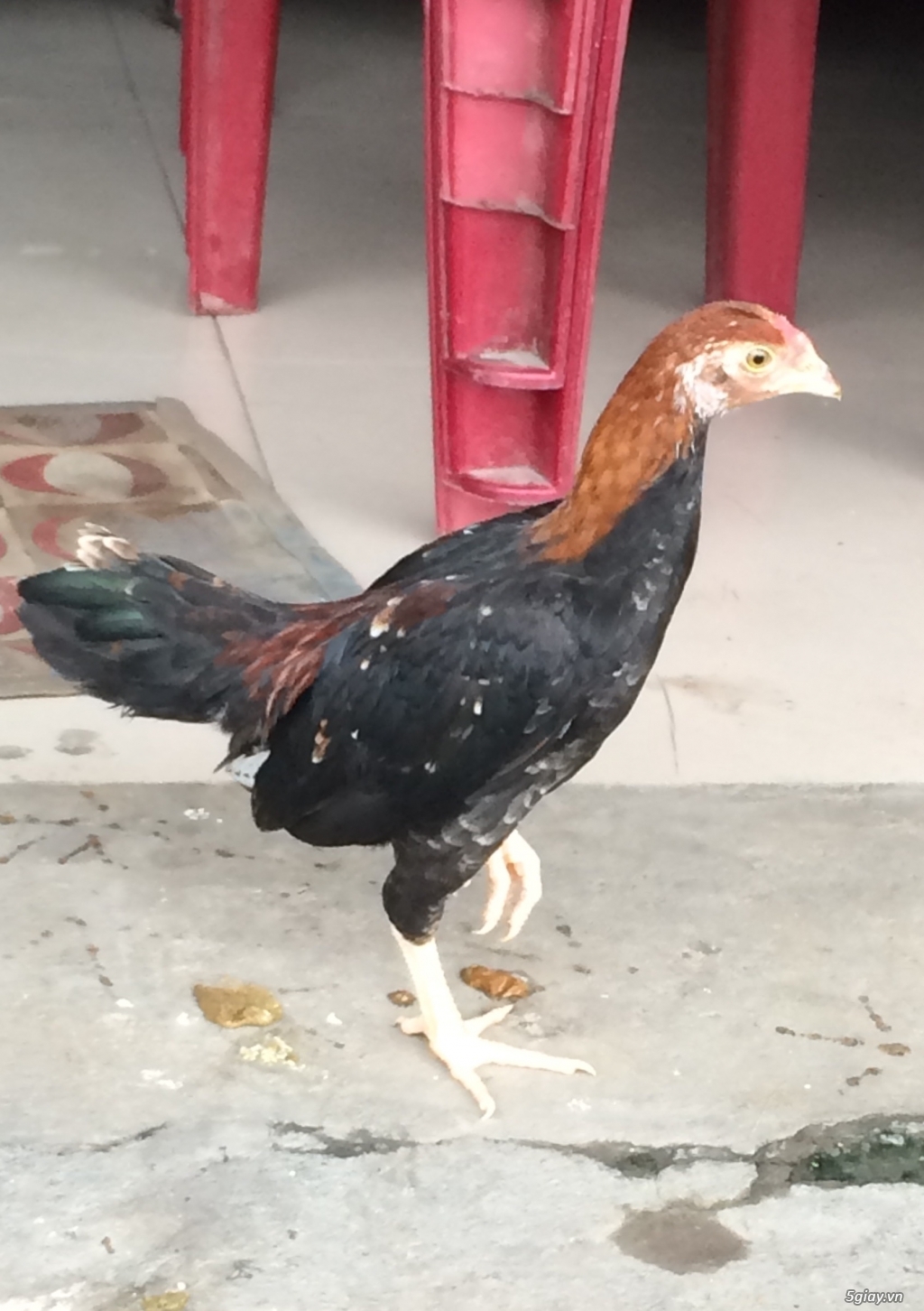 Bán gà asil Q12 | 5giay