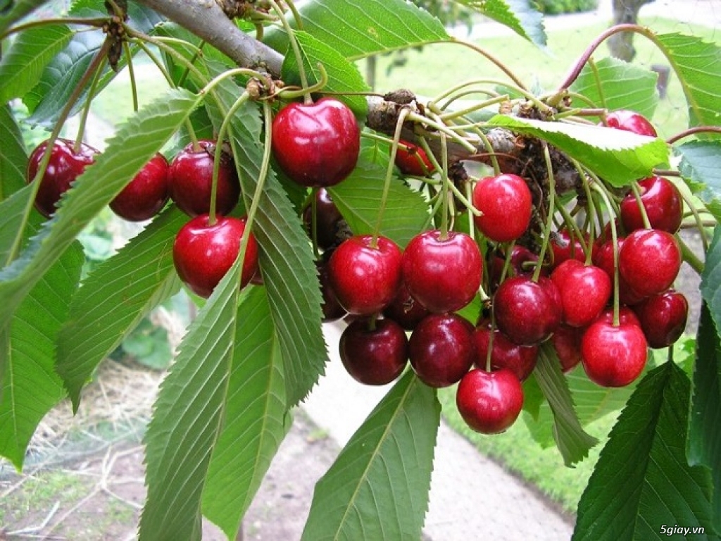 Bán cây Cherry có trái và cây Cherry giống | 5giay