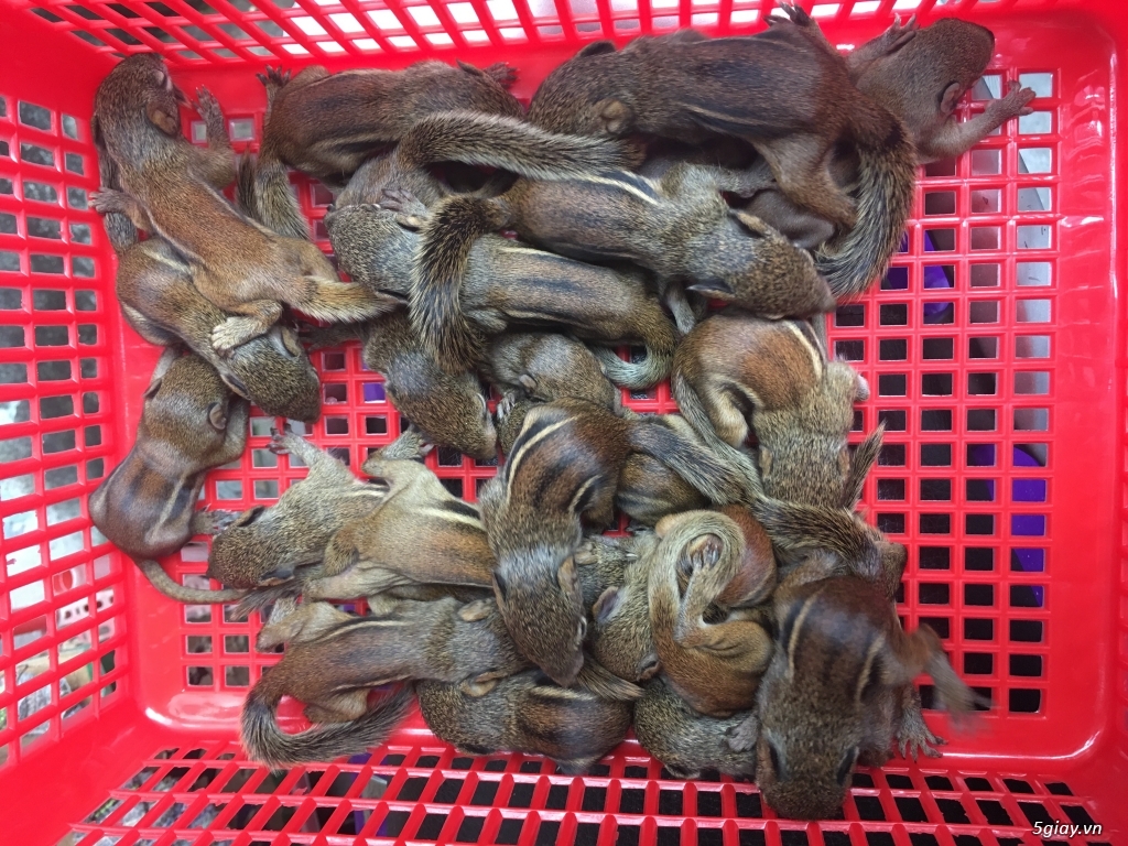 Sóc đất baby mập đẹp, nuôi quấn hơn cả chó mèo | 5giay