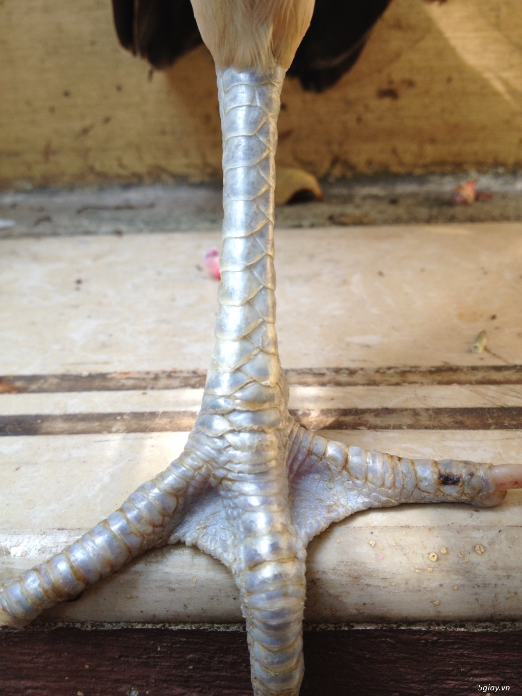 Gà tre mỹ oscar hatch trống mái | 5giay