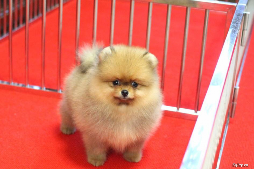 Bán chó Phóc Sóc ( Pomeranian , Chó Fox Sóc ) Nhập Thái | 5giay