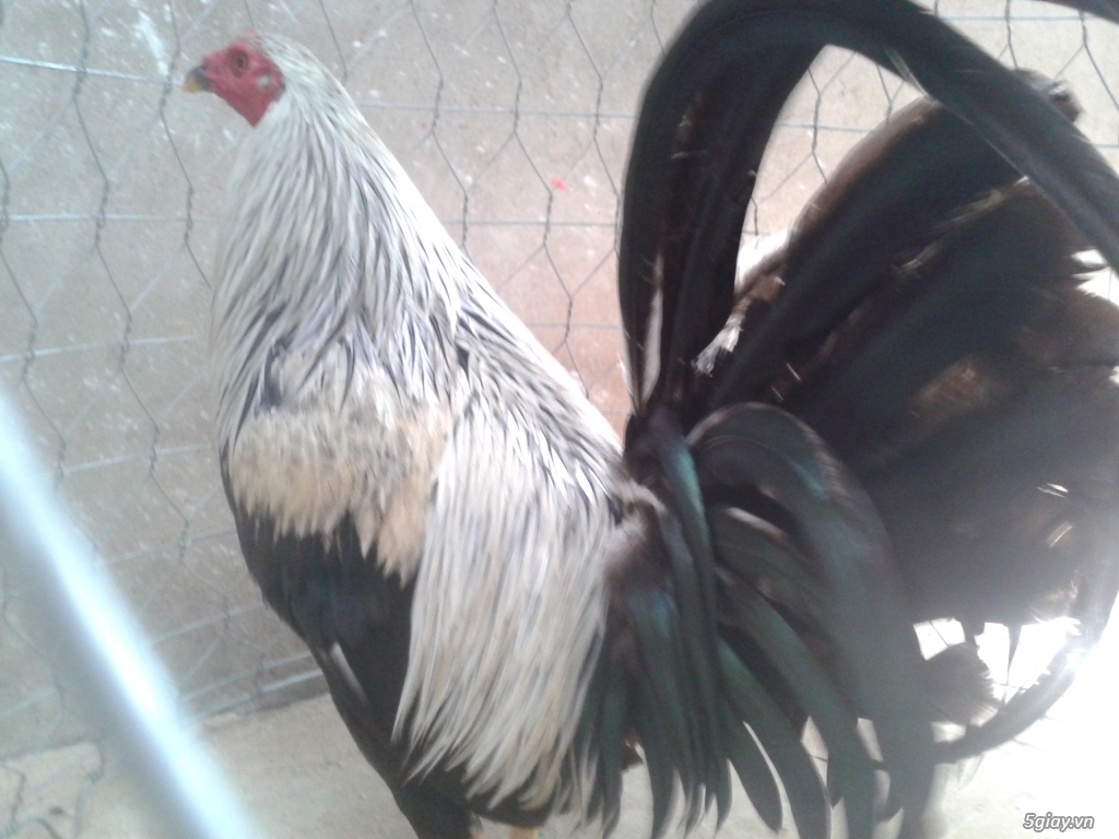 Trai ga pham hung quan 8 , ban ga noi , ga tre my nhap.lh.0907871196 ...
