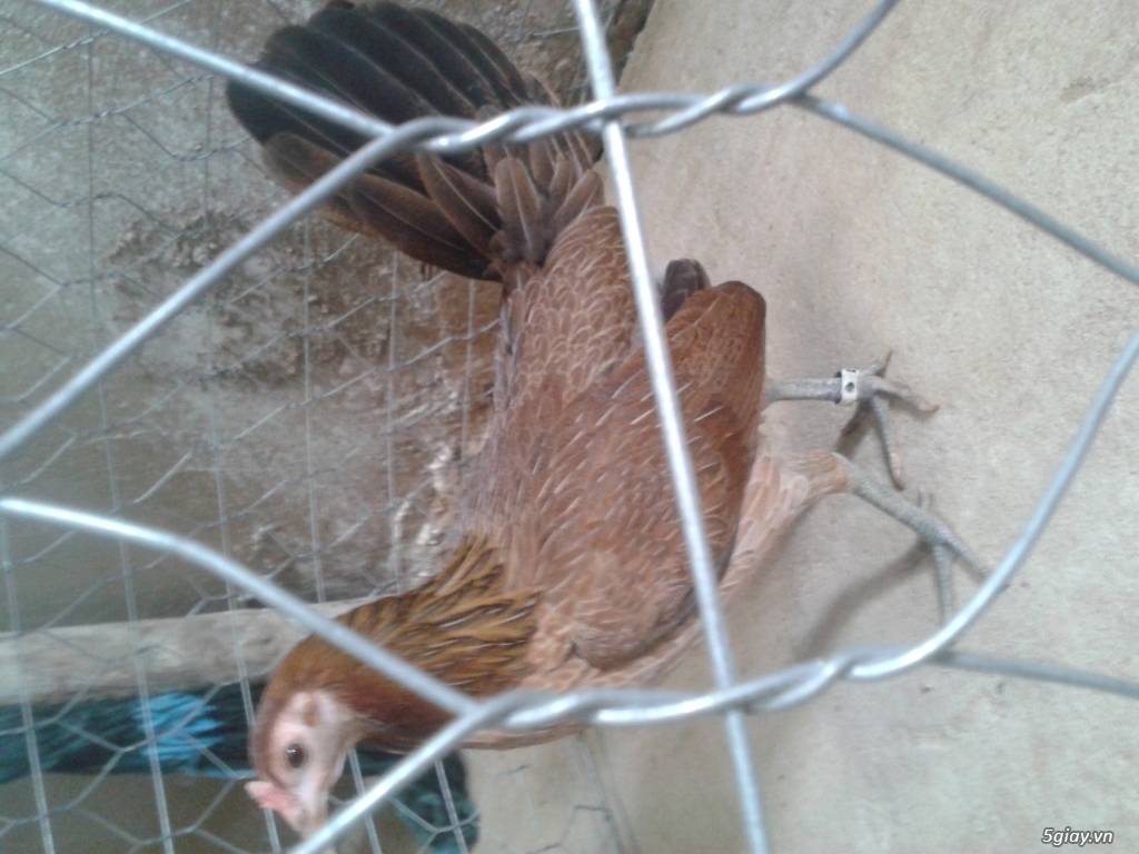 Trai ga pham hung quan 8 , ban ga noi , ga tre my nhap.lh.0907871196 ...