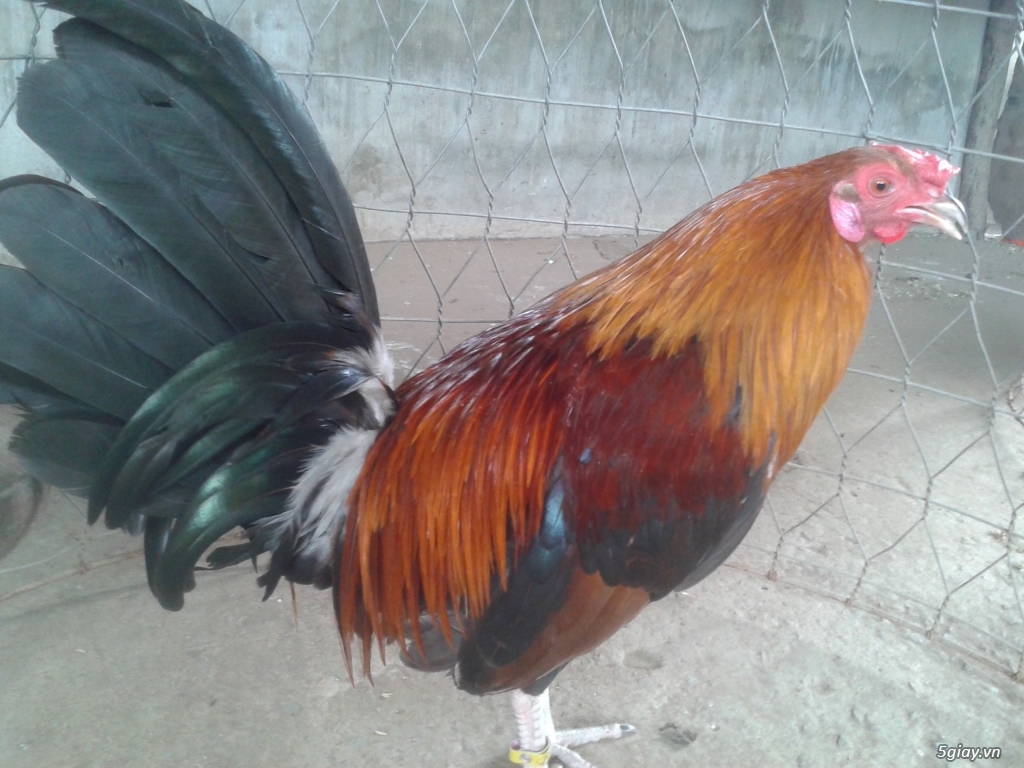 Trai ga pham hung quan 8 , ban ga noi , ga tre my nhap.lh.0907871196 ...