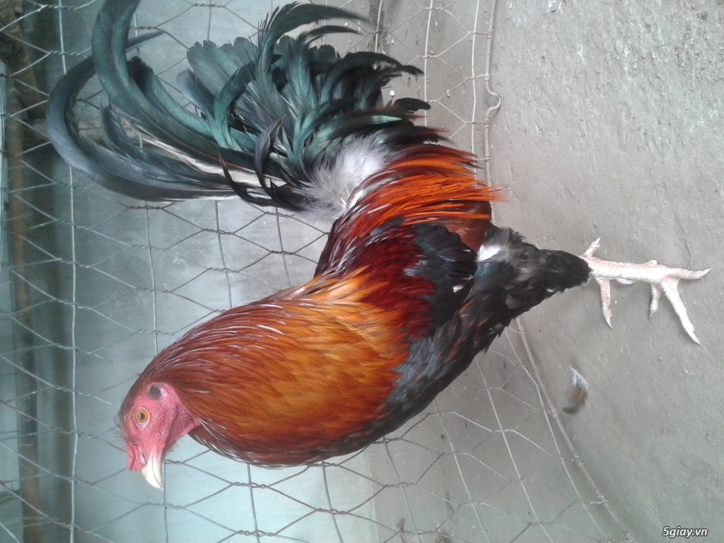 Trai ga pham hung quan 8 , ban ga noi , ga tre my nhap.lh.0907871196 ...