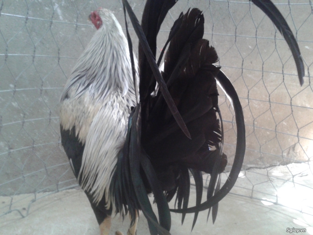 Trai ga pham hung quan 8 , ban ga noi , ga tre my nhap.lh.0907871196 ...